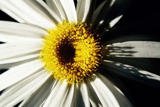 Fotografia: Luz Lateral